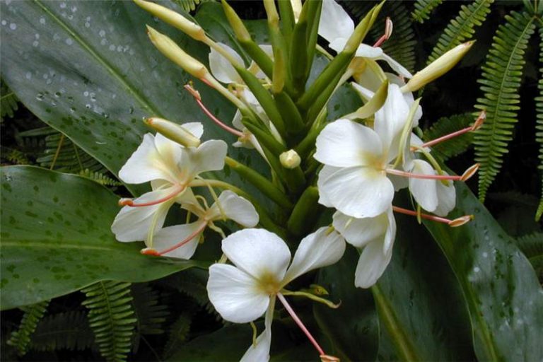 The Magnificence of Philippine Plants for Landscaping - Expat.com.ph