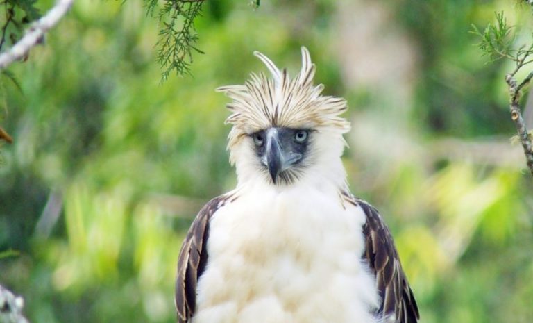 Animals Found Only in the Philippines - Expat.com.ph